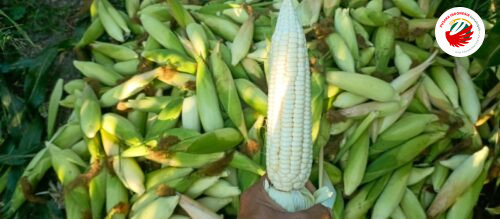 Tanam Jagung Ketan Metode Sigma Farming - Pusaka Indonesia Gemahripah