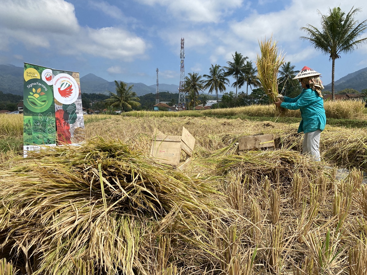 Menginisiasi Sawah Demplot Sigma Farming di Desa Pamoyanan sebagai ...