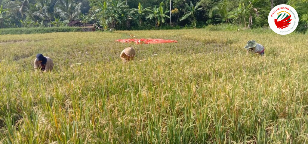 Mengapa Sigma Farming Jadi Kunci Pertanian Ramah Lingkungan? - Pusaka ...