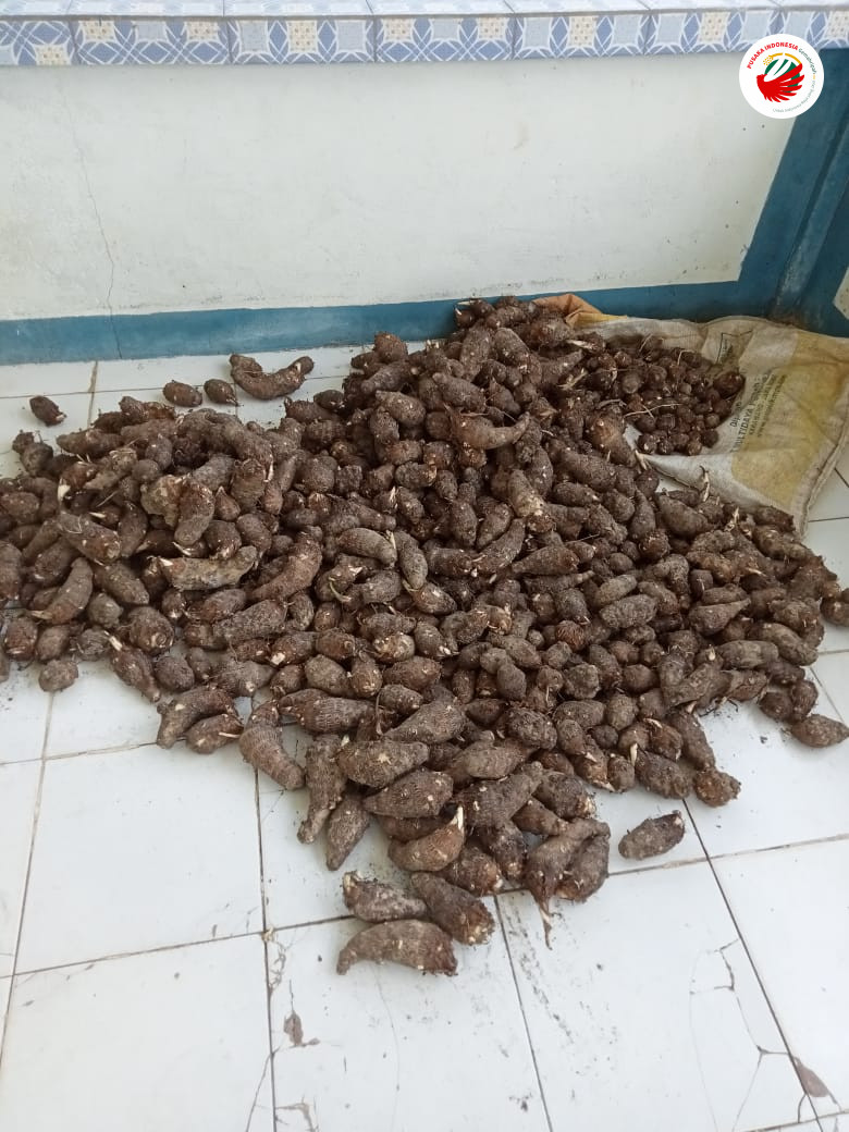 Panen Talas Belitung di Kampung Sigma Farming - Pusaka Indonesia Gemahripah