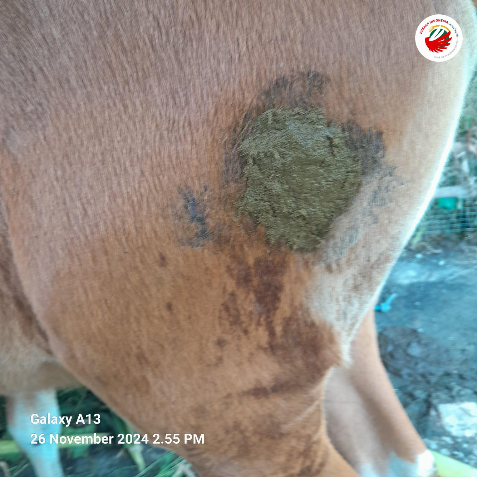 Mengobati Luka Sapi dengan Kohe: Riset dan Pembelajaran Dari Sancaya ...